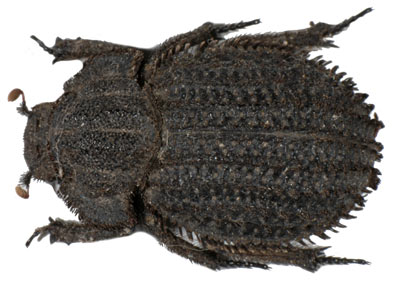 Trogidae - Alchetron, The Free Social Encyclopedia