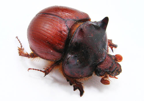 Beetles of Africa - Beetle Details