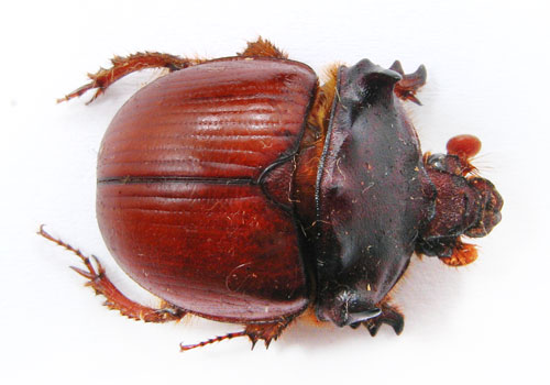 Beetles of Africa - Beetle Details