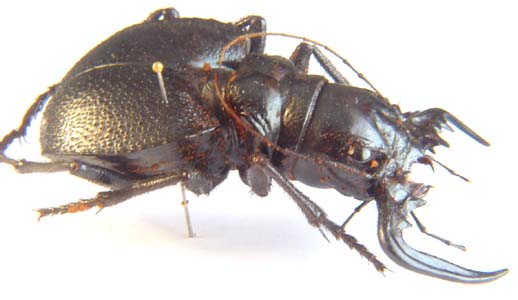 Beetles of Africa - Beetle Details