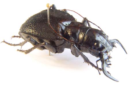 Gumare - JungleKey.fr Wiki